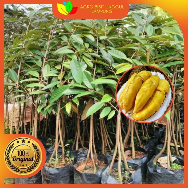 Jual Bibit Durian Bawor Kaki 3 Asli Tanaman Okulasi Cepat Berbuah | Shopee Indonesia