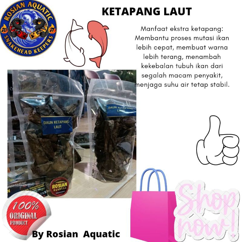 Jual Daun ketapang Laut | Shopee Indonesia