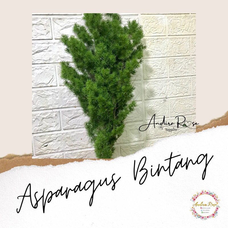 Jual ASPARAGUS BINTANG ( DAUN DAN BUNGA SEGAR ) | Shopee Indonesia