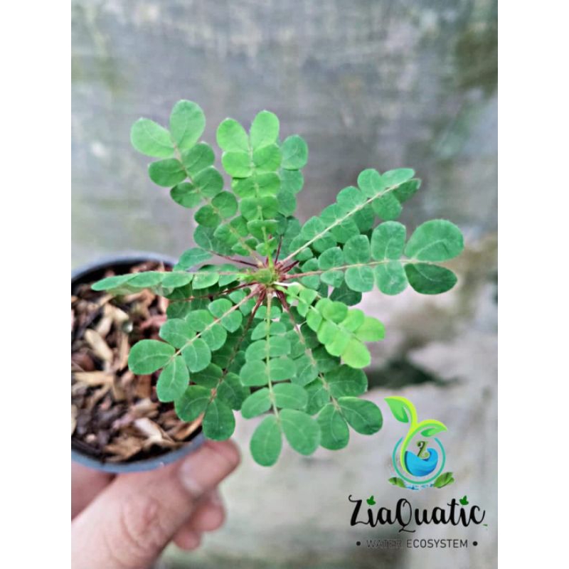 Jual Biophytum Umbraculum - Tanaman Hias mini/Terrarium/Paludarium ...
