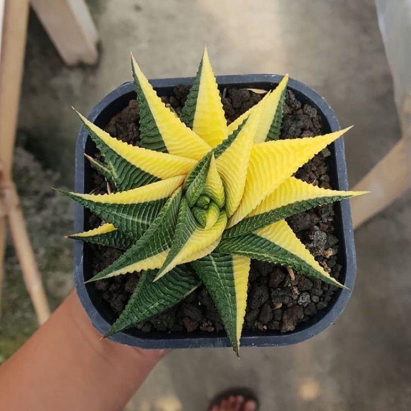 Jual Haworthia Fasciata Variegata | Indukan | Size pot 10 cm | Paket ...