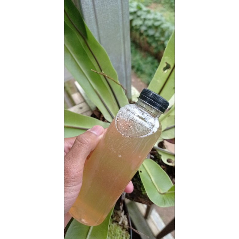 Jual AIR NIRA AREN 100% ASLI/AIR POHON NIRA/ OBAT HERBAL/250ML | Shopee ...