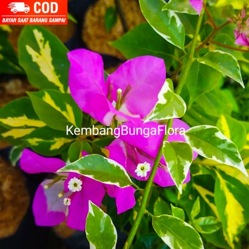 Jual Bougenville Coconut Ice ORI/ Bugenvil Merah Putih /Bugenvile Pink ...