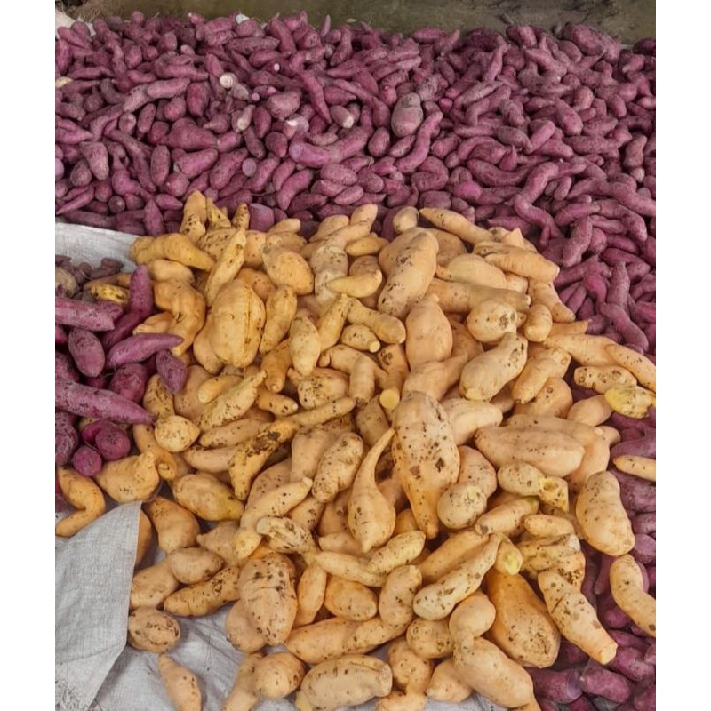Jual Ketela Ungu - Cilembu / Telo ungu / Telo madu / Ubi jalar | Shopee ...