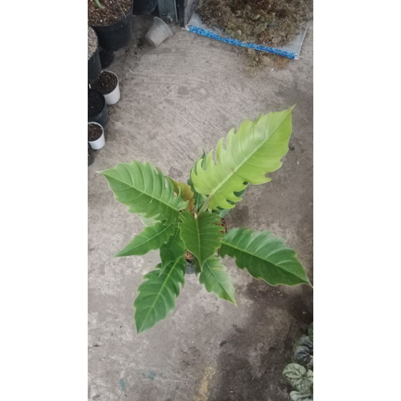 Jual Philo grinsow tanaman hias jenis Philo dendron | Shopee Indonesia