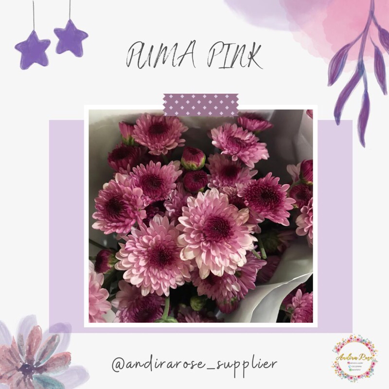 Jual ASTER PUMA PINK / Bunga Segar | Shopee Indonesia