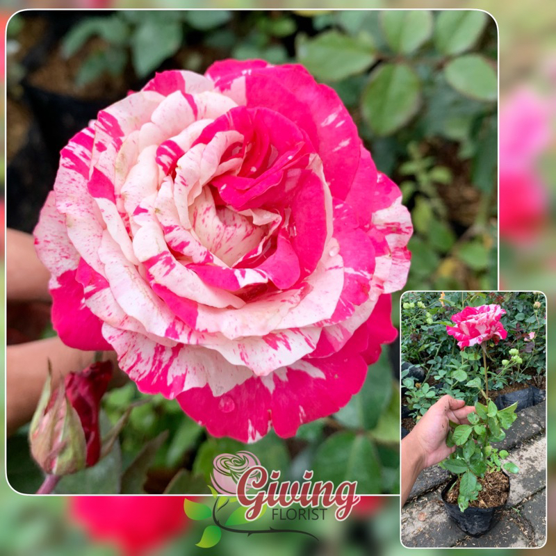 Jual Tanaman Hias Bunga Mawar Holland Batik Pink (Berbunga) | Shopee ...