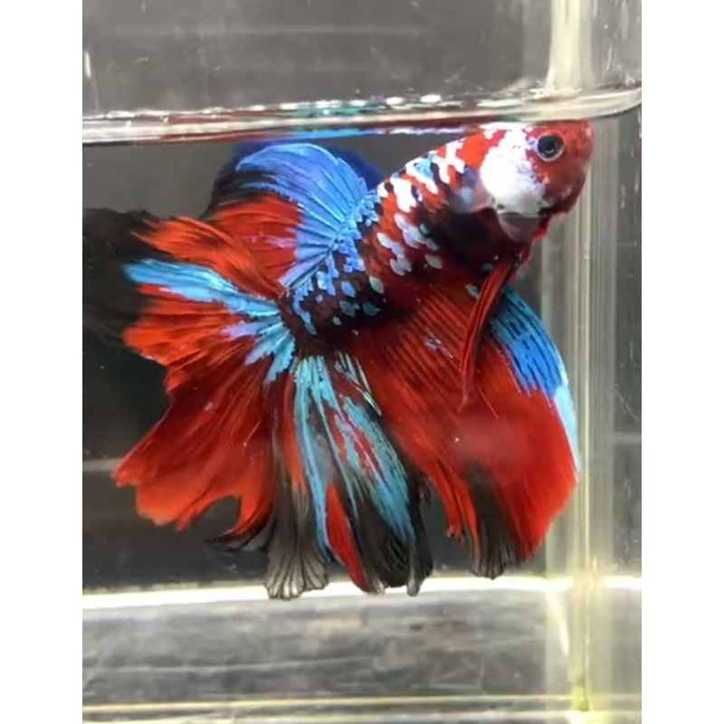 Jual Halfmoon Nemo Candy & Halfmoon Red Koi Galaxy | Shopee Indonesia