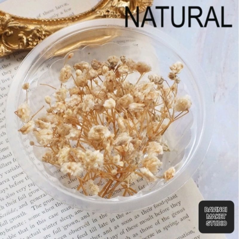 Jual Miniatur Tanaman Bunga Kering BabyBreath Maket Diorama - Dried ...