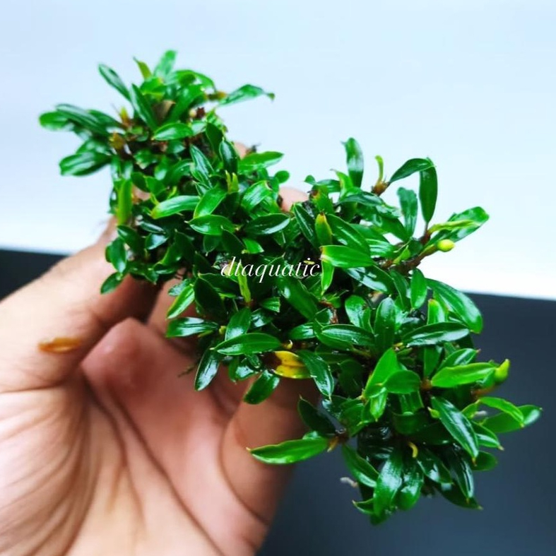 Jual bucephalandra sp. super mini tanaman air aquascape MURAH ukuran ...