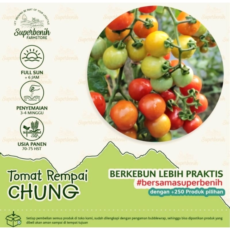 Jual 25 biji bibit benih Sayur Tomat CHUNG Tomat Rampai biasa untuk ...