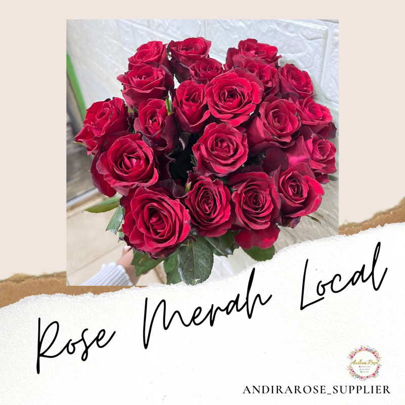 Jual MAWAR MALANG / ROSE LOKAL (BUNGA POTONG SEGAR) | Shopee Indonesia