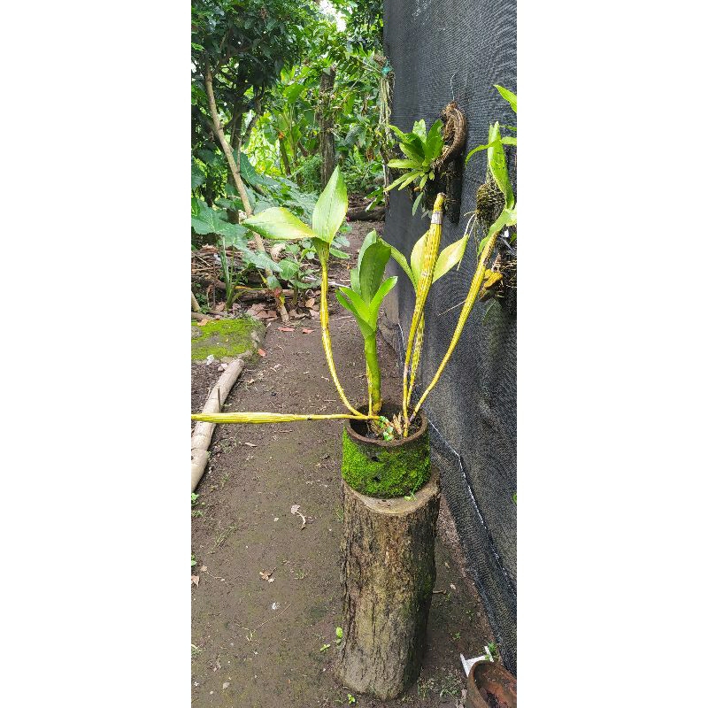 Jual macropylum papua real plant | Shopee Indonesia