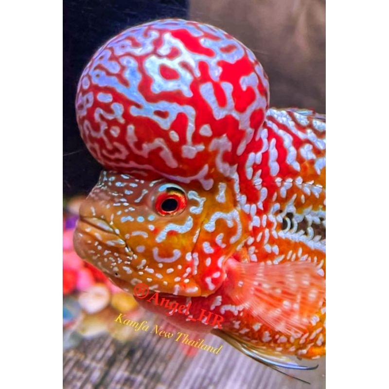 Jual HR-Burayak vip king kamfa f2 golden red ferrari thailand | Shopee ...