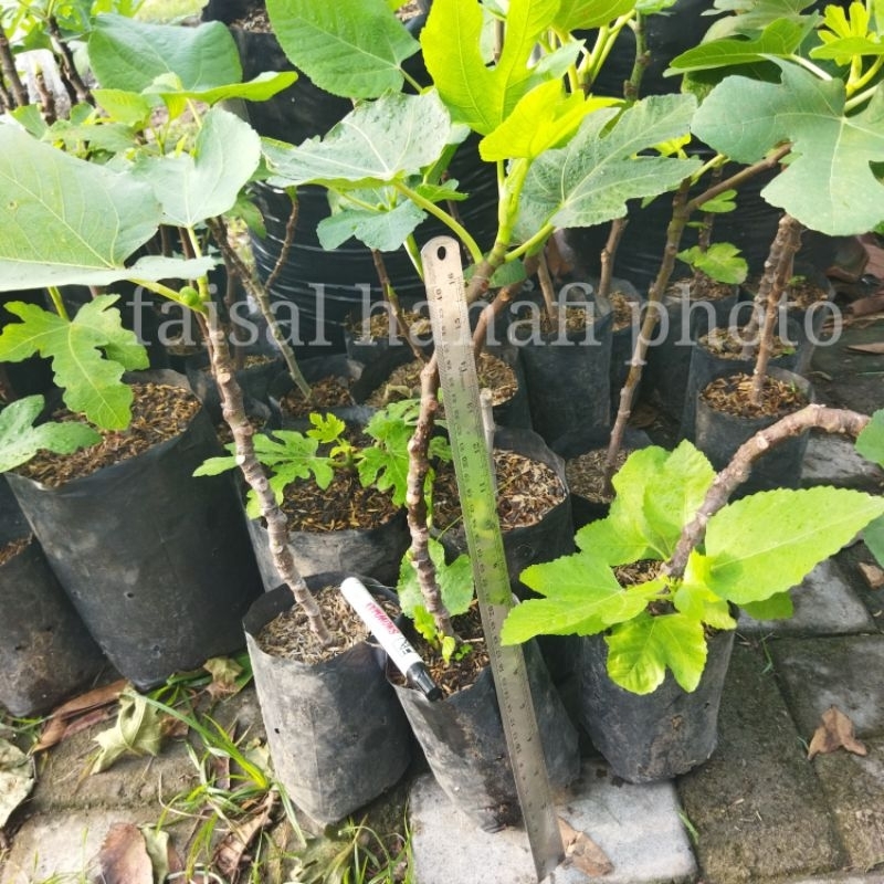 Jual Bibit buah tin buah Besar sudah di polybag | Shopee Indonesia