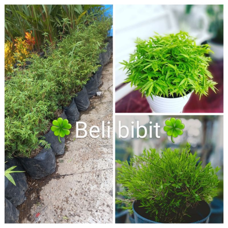 Jual tanaman hias bambu micro jepang mini | Shopee Indonesia