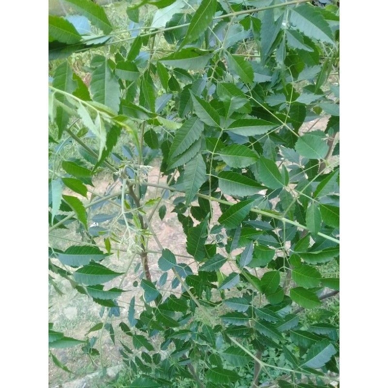 Jual Daun Mindi/Mimba Segar Murah 1Kg | Shopee Indonesia