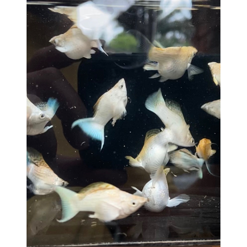Jual Molly PLATINUM MERPATI Balon/Short Body Lyretail dan Roundtail ...