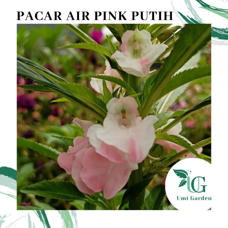 Jual 7 Biji Benih Bunga Pacar Air Putih Pink Selapis Impatiens ...