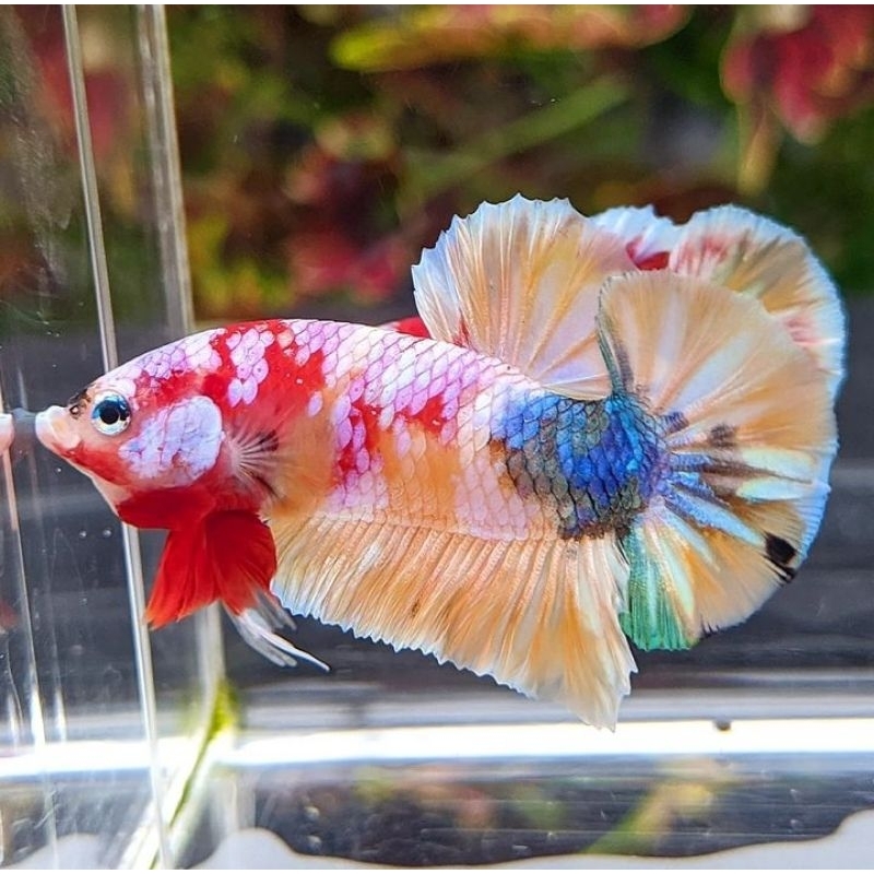Jual Cupang Plakat koiGalaxy multicolour full collor Grade Male Usia 4 ...
