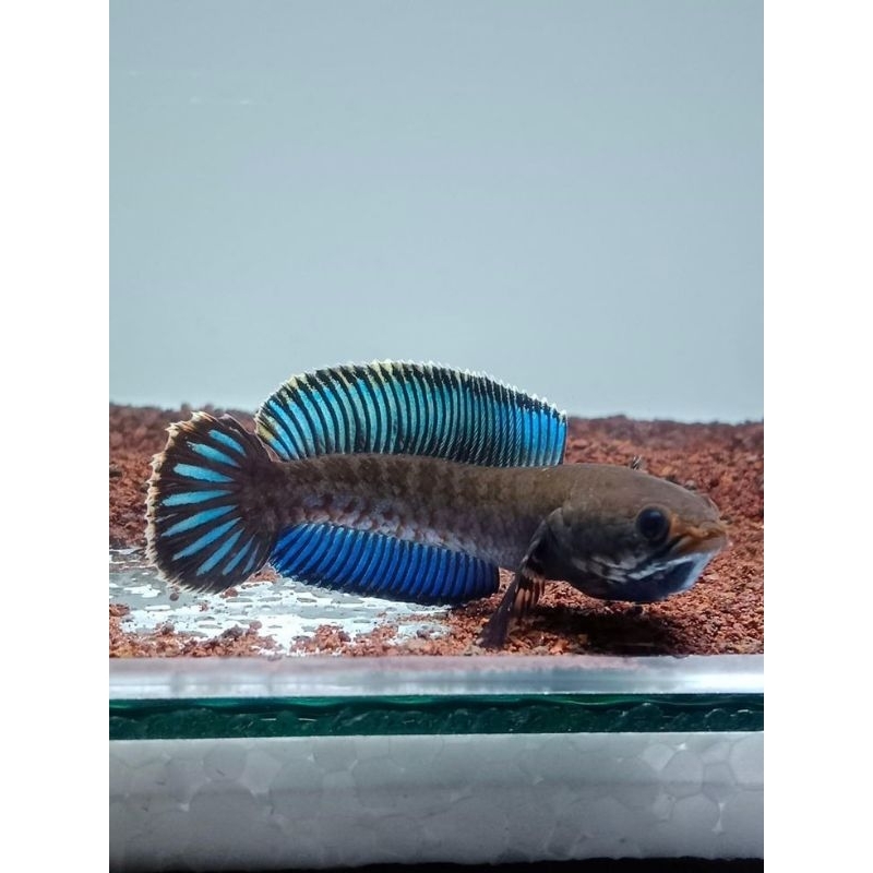 Jual Channa andrao 4-5 cm (Grade A) | Shopee Indonesia