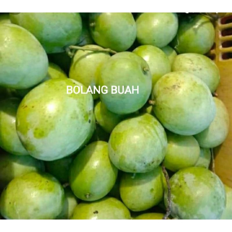 Jual mangga muda segarr sangat cocok untuk rujak isi 1kg | Shopee Indonesia
