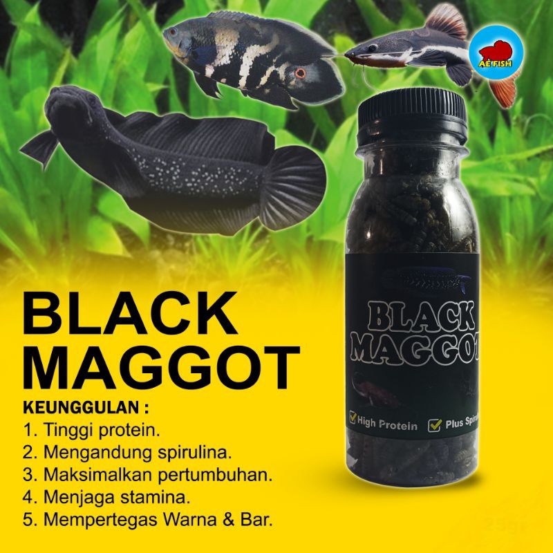 Jual maggot pakan Channa asiatica black maggot pakan ikan Oscar Chana ...