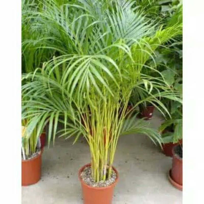 Jual Tanaman palem kuning dewasa / 60cm | Shopee Indonesia