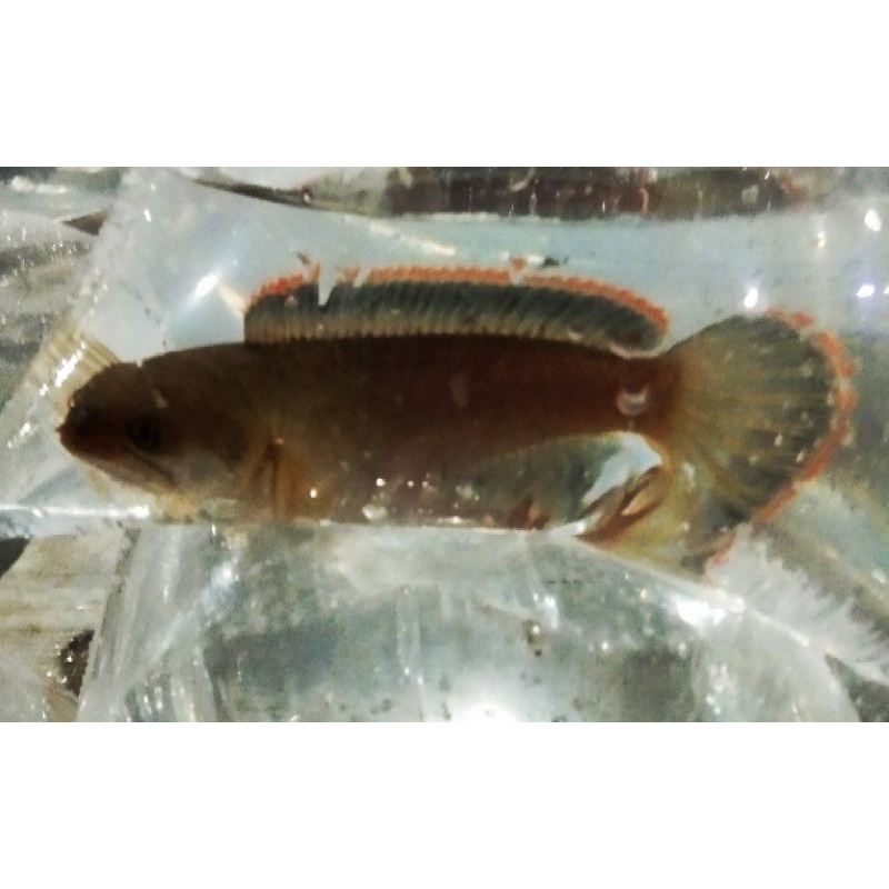 Jual chana Limbata Lawu Progres Rim TebaL | Shopee Indonesia