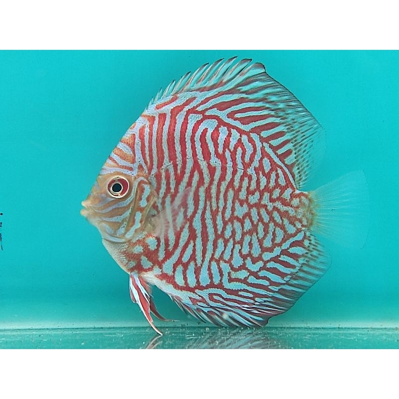 Jual Ikan Discus White Tiger 3,5 inch | Shopee Indonesia