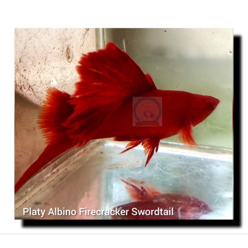 Jual Redblood Albino Firecracker Swordtail | Shopee Indonesia