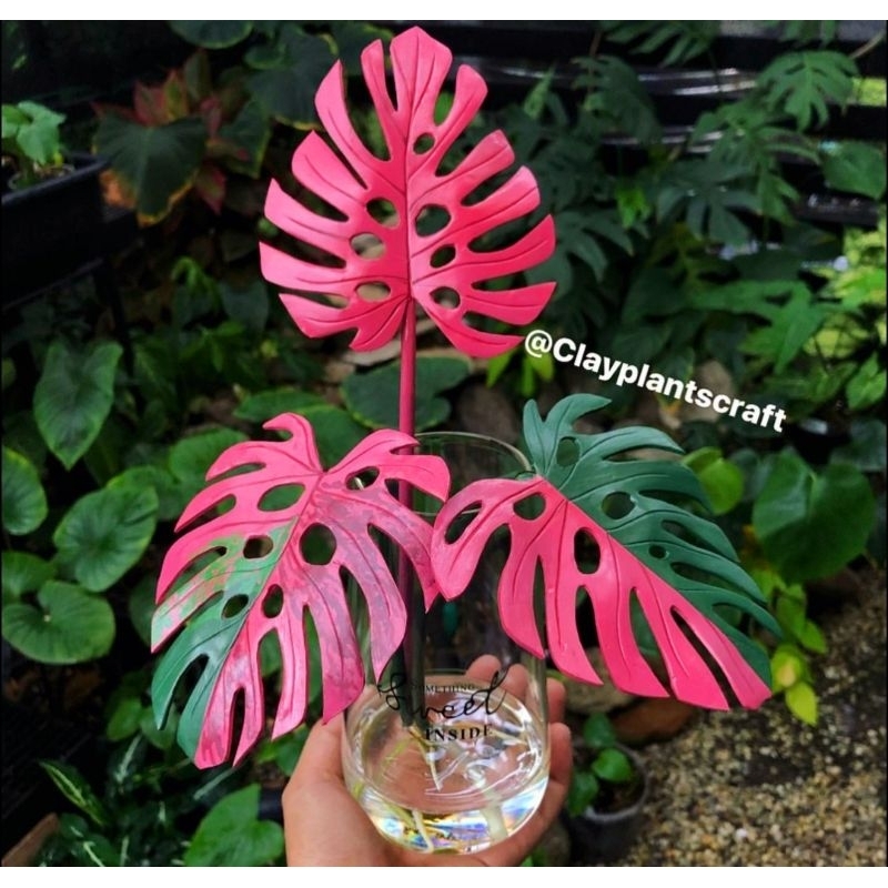 Jual Tanaman hias alocasia black velvet monstera / monstera varigata ...