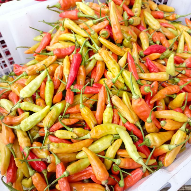 Jual Cabe rawit setan 500 gram | Shopee Indonesia