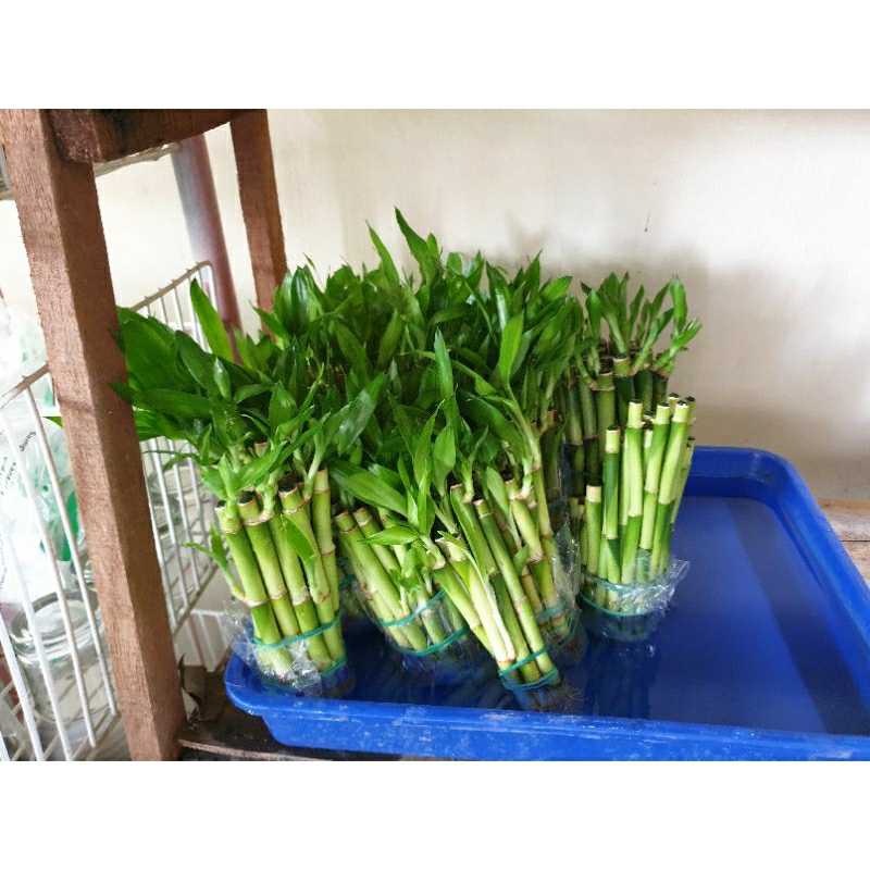 Jual Bambu hoki / bambu rejeki batangan | Shopee Indonesia