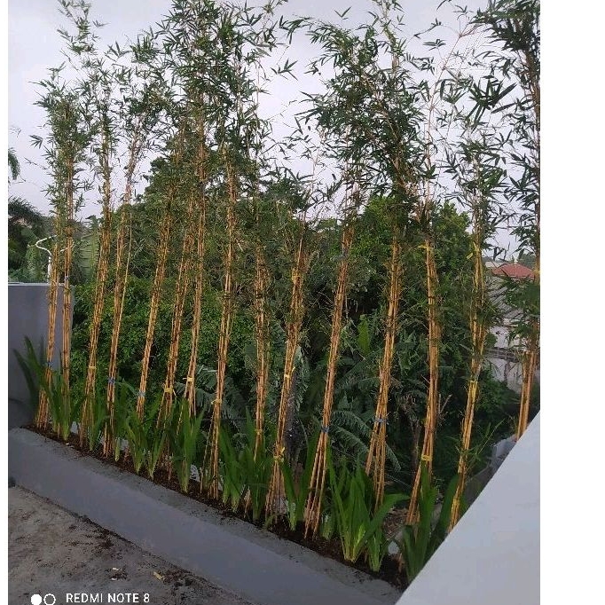 Jual pohon bambu kuning krisik untuk pagar taman/pembatas halaman ...