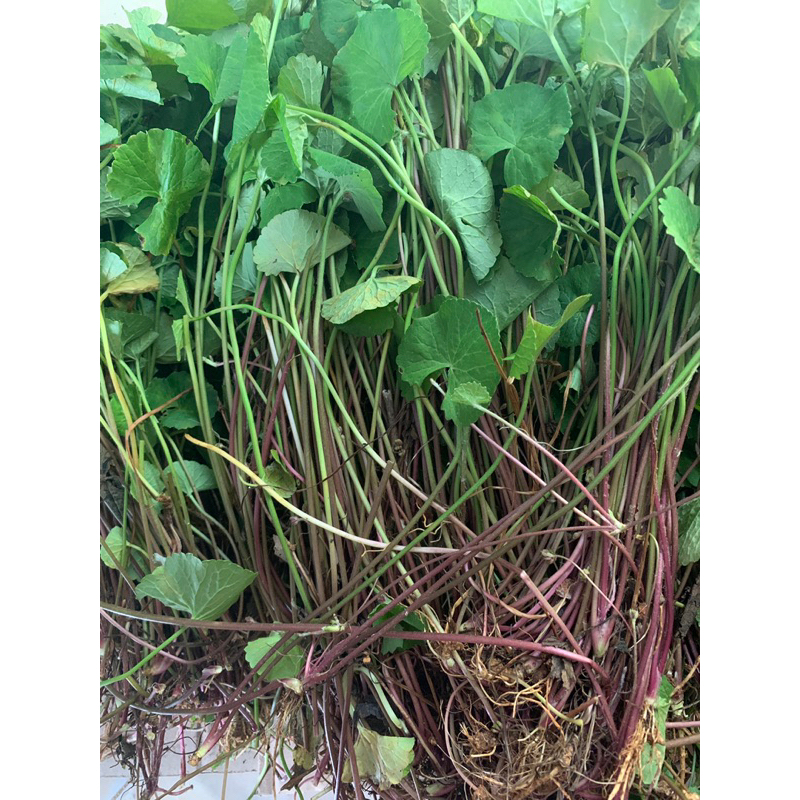 Jual daun pegagan merah /antanan lanang segar 1kg | Shopee Indonesia