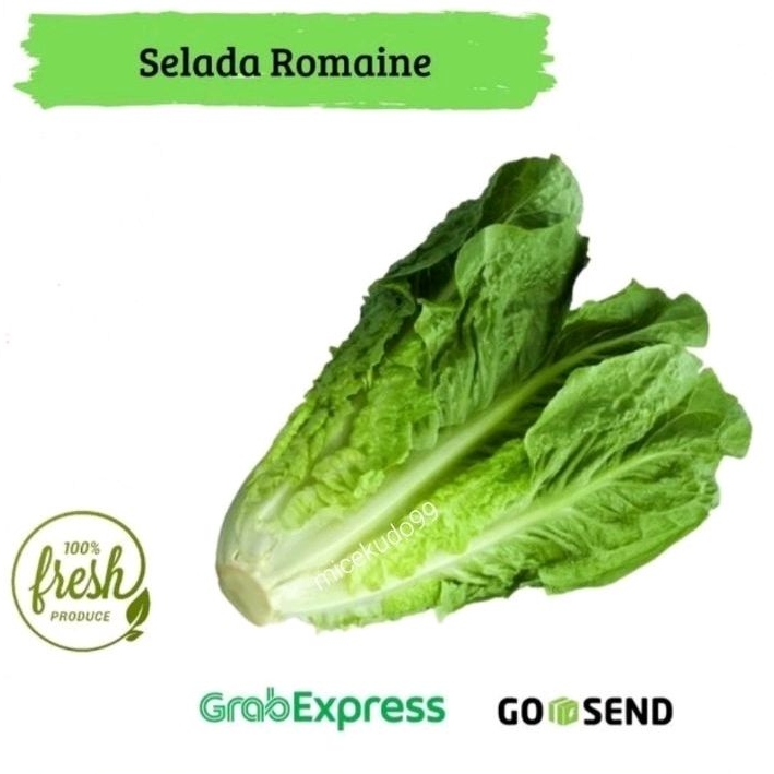 Jual ROMAINE LETTUCE ORGANIC FRESH 500GR SELADA ROMANA ORGANIK SEGAR ...