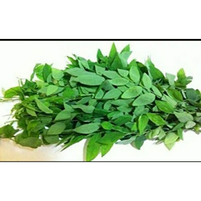Jual DAUN KATUK SEGAR FRESH 100GR fresh baru petik | Shopee Indonesia