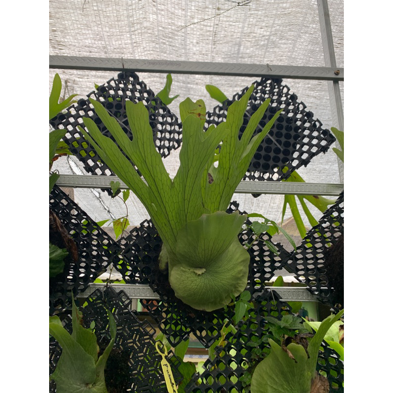 Jual platycerium wandae atau simbar menjangan spesies papua rawatan ...