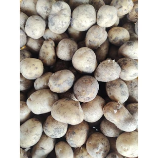 Jual Kentang 1 Kg Terlengkap & Harga Terbaru Februari 2025 | Shopee ...