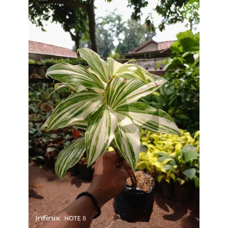 Jual Tanaman hias pacing pentul varigata | Shopee Indonesia