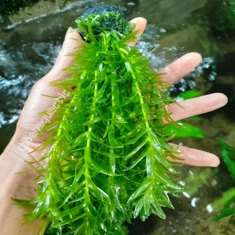 Jual ganggang air-egeria densa please media low co2 tanaman aquascape ...