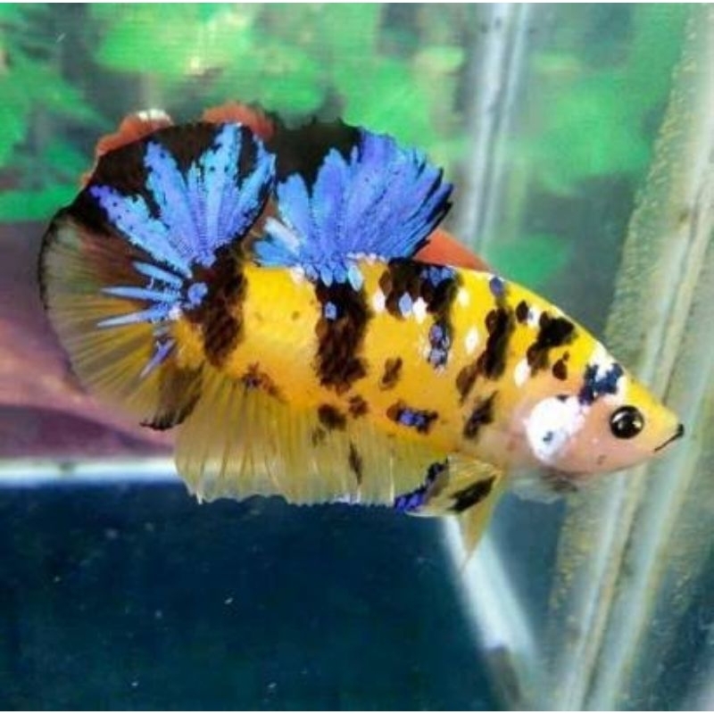 Jual yellowbase bahanan mantap | Shopee Indonesia