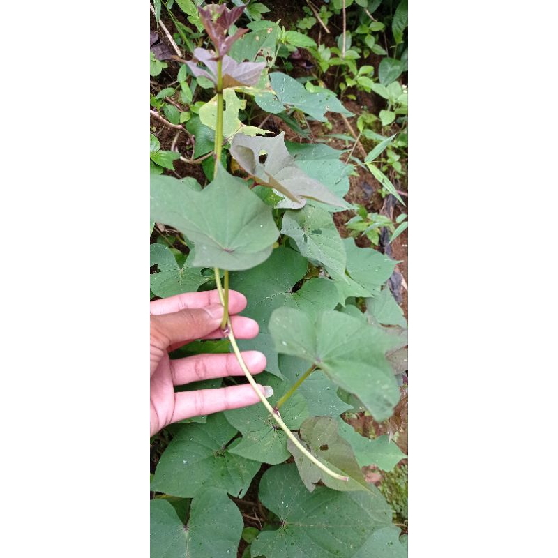 Jual Bibit ubi jalar/stek ubi jalar/tanaman ubi/stek ketela rambat/stek ...