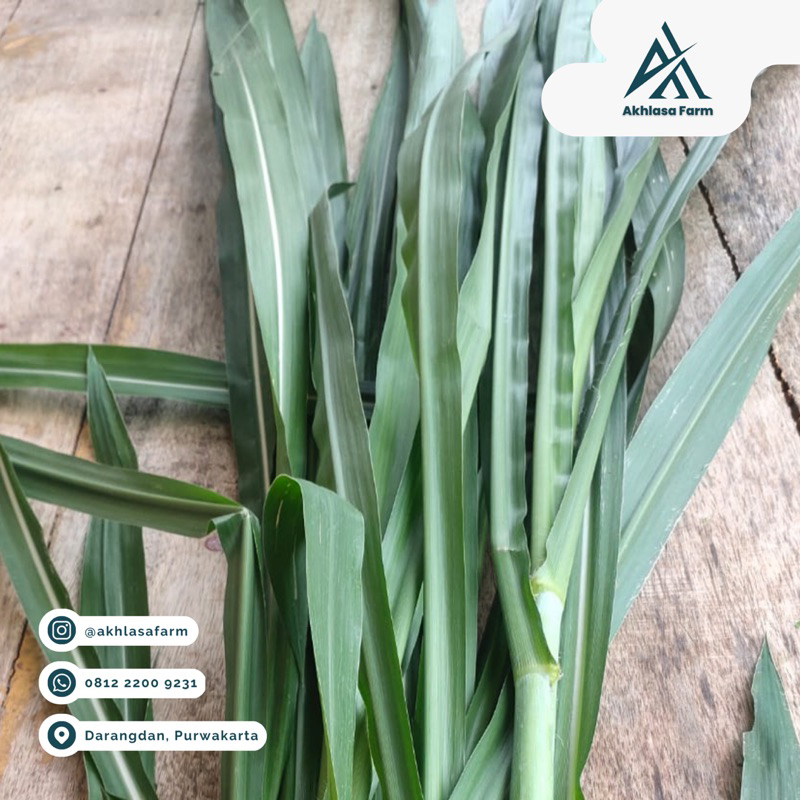 Jual Pakan Rumput Pakchong Segar | Sapi Domba Kambing Kelinci Kura-kura ...