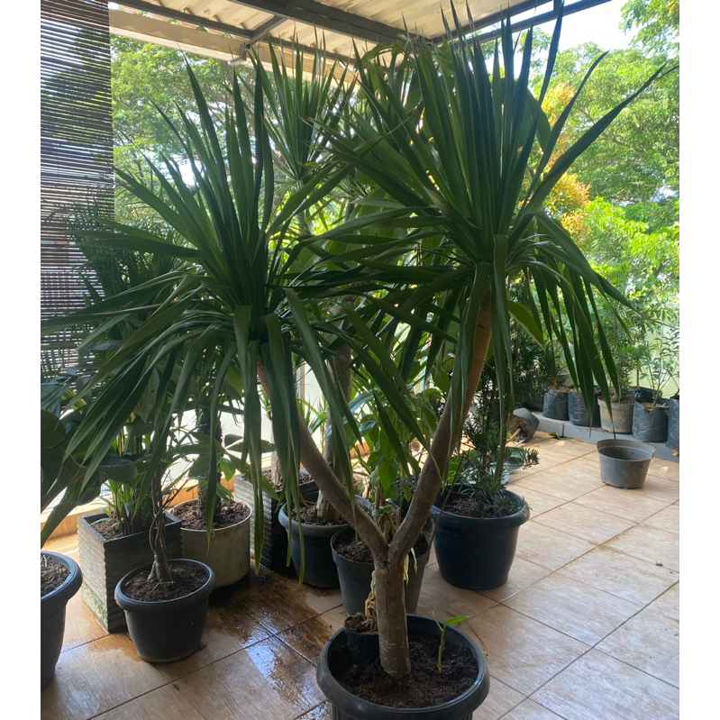 Jual tanaman hias pandan bali / pandan bali / tanaman indoor outdoor ...