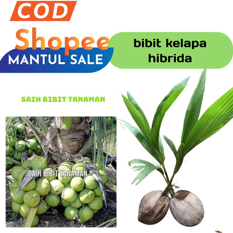 Jual BIBIT KELAPA HIBRIDA SUPER | Shopee Indonesia