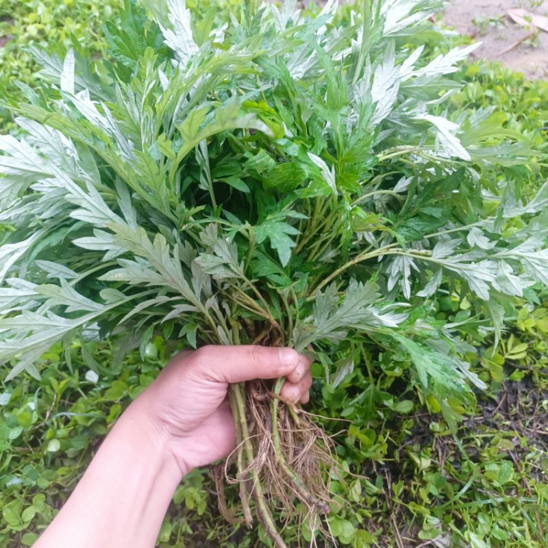 Jual Daun baru cina ngeh lokat mala asli segar 500gram | Shopee Indonesia
