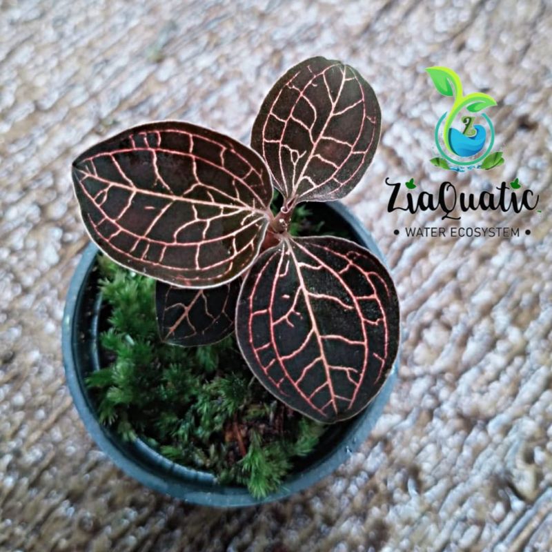 Jual Anoectochilus Imitans - Jewel Orchid/Kiaksara/Terrarium/Paludarium ...