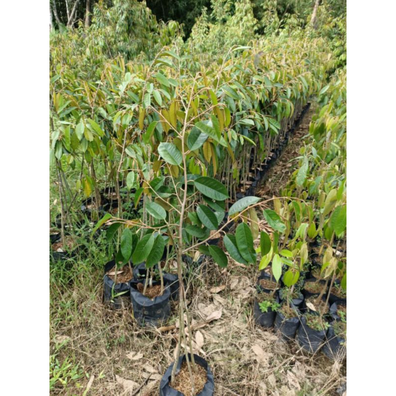 Jual Bibit Durian Lay,Pohon Durian Besar,Pohon Durian Lebat,Pohon ...